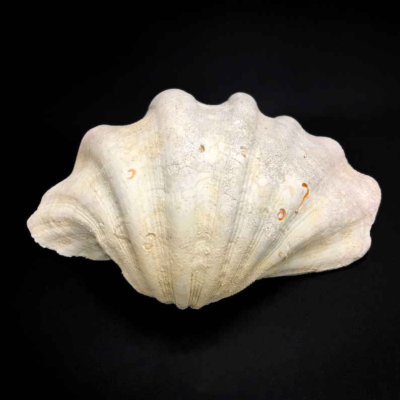 Extra Large Giant Clam Shell Half Very Rare Unique Real Sea - Etsy