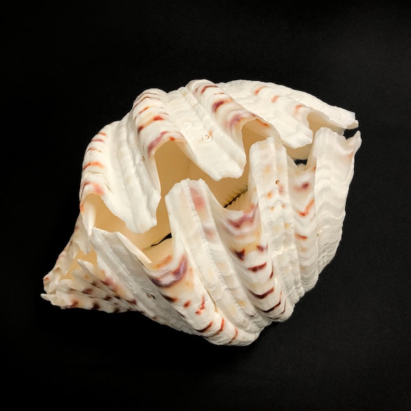 Clam Shell Planter - Etsy