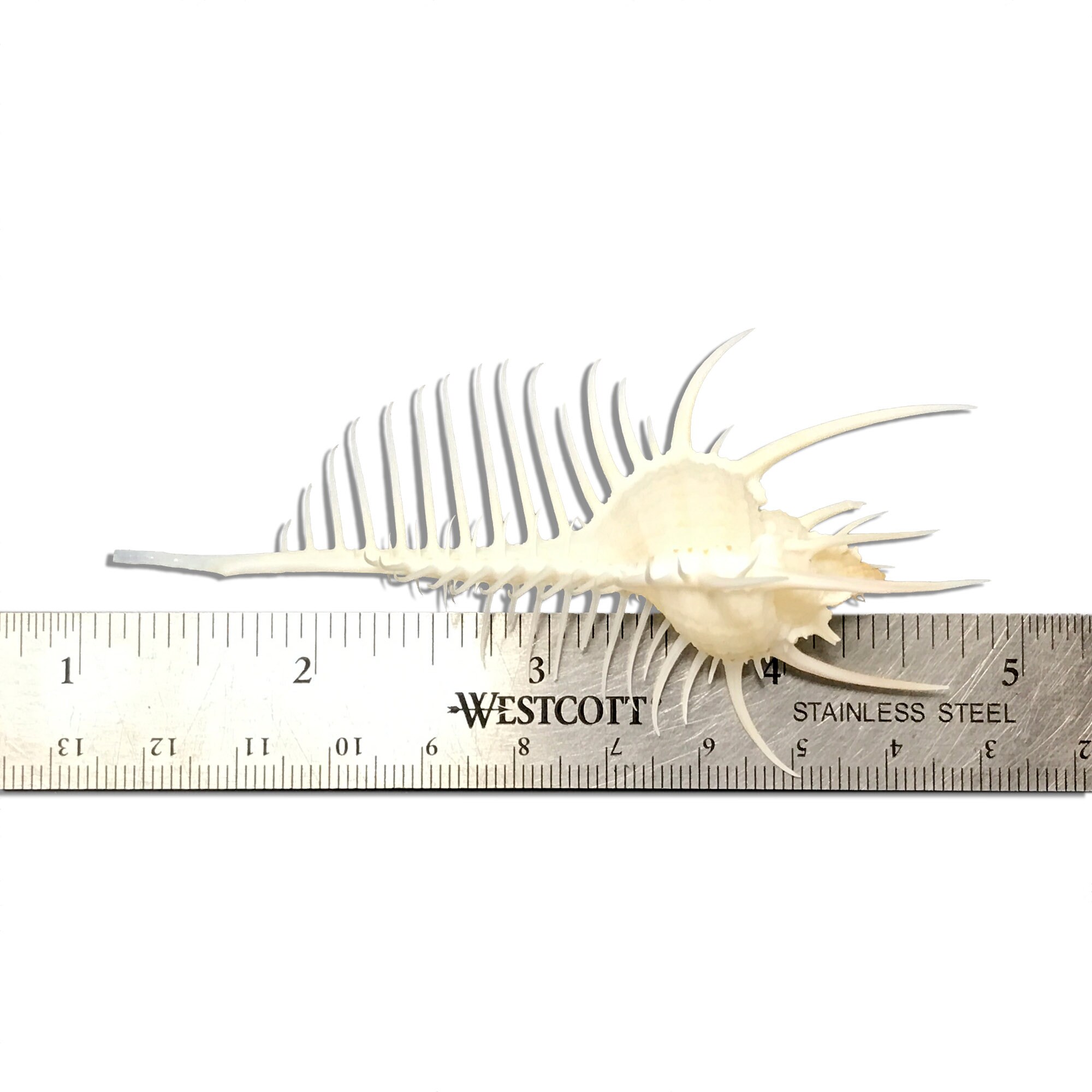 Venus Comb Sea Shell Murex Pecten Natural Display Specimen Marine ...