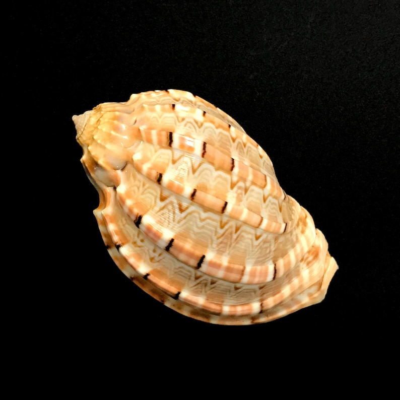 Large Harp Snail Sea Shell Harpa Major Natural Display Specimen Marine ...