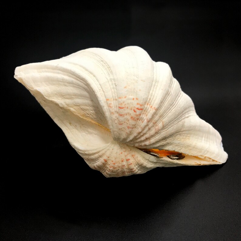 Extra Large Giant Clam Shell MATCHING PAIR Very Very Rare - Etsy