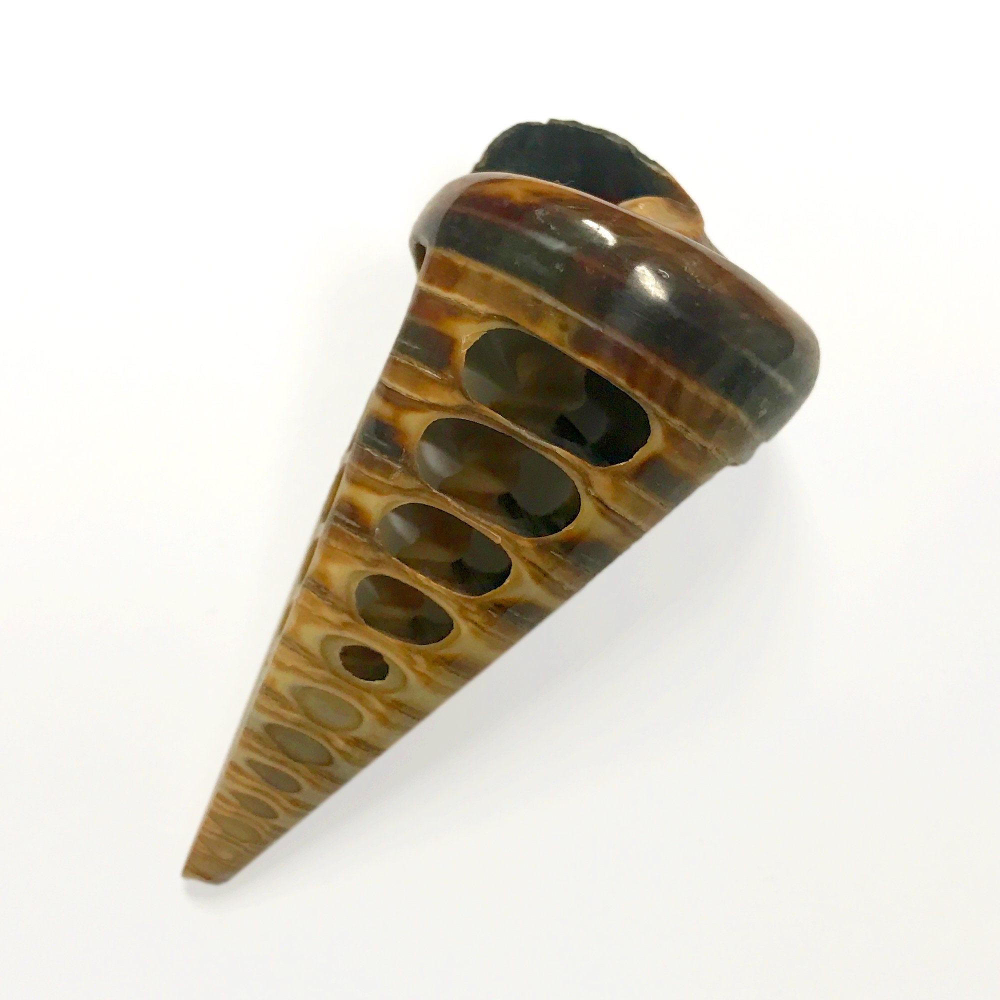 4 Way Cut Telescope Snail Sea Shell Telescopium Telescopium - Etsy