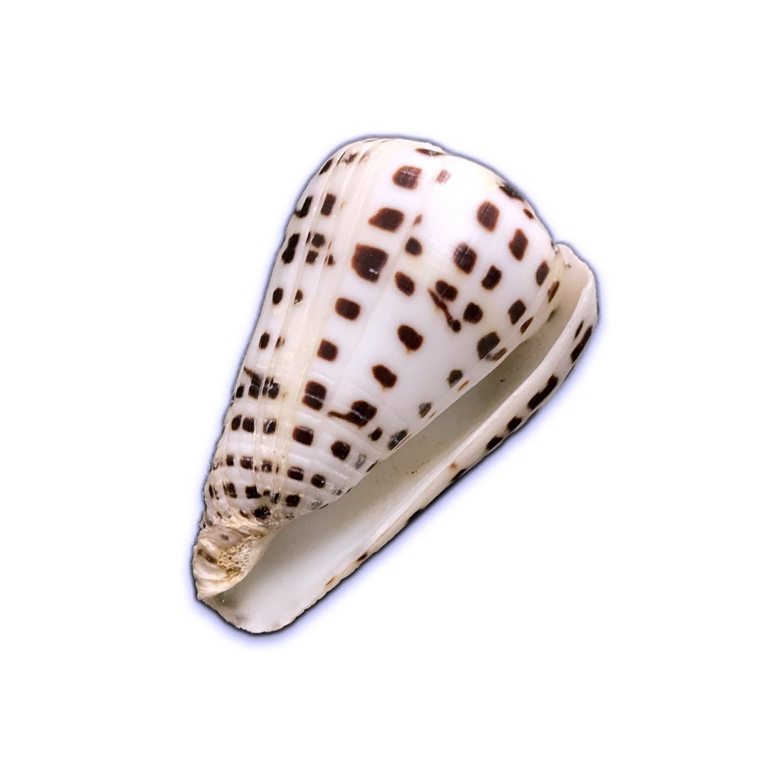 Conus Eburneus Ivory Cone Sea Shell Natural Display Specimen Marine ...
