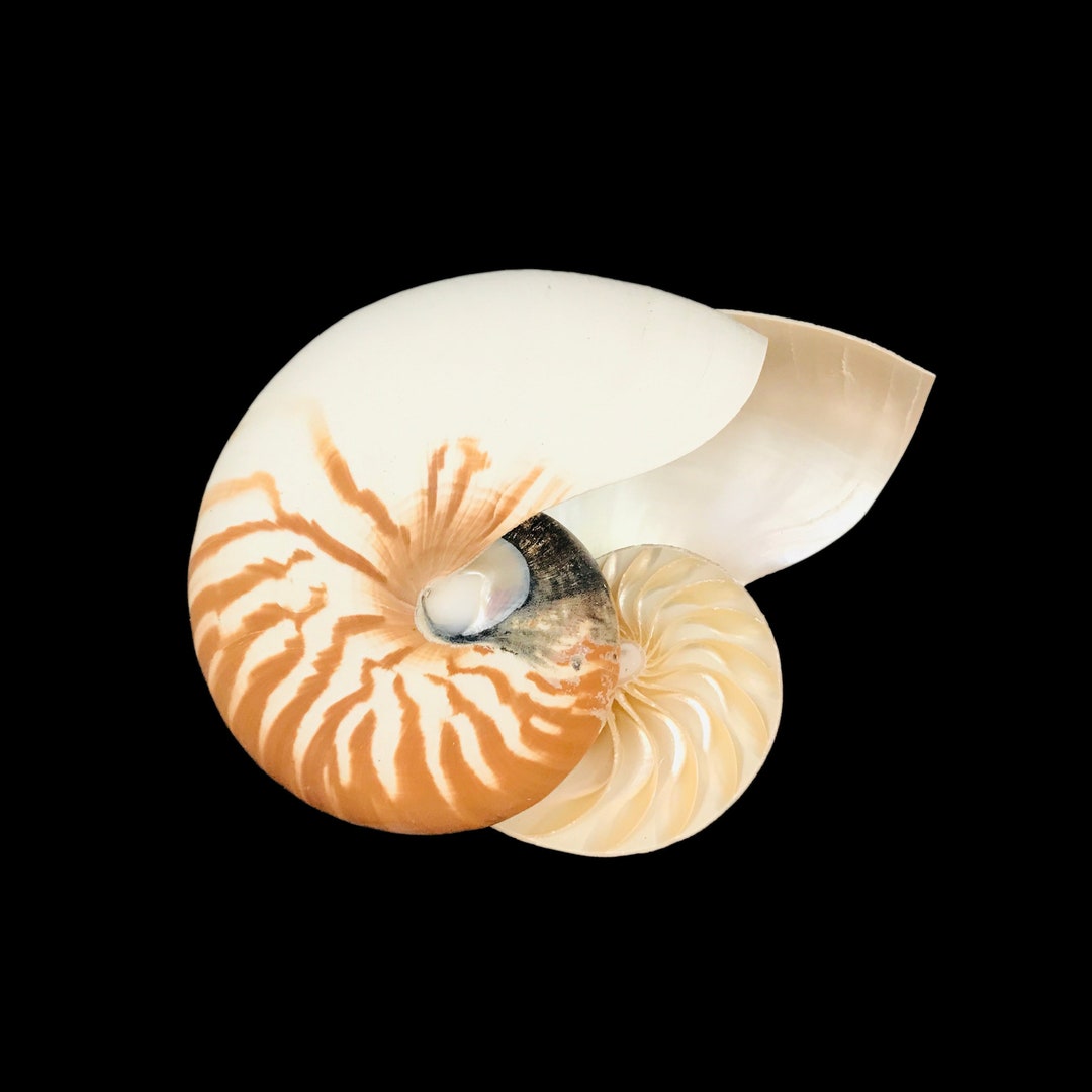 Split Chambered Nautilus Sea Shell Rare Natural Display Specimen ...