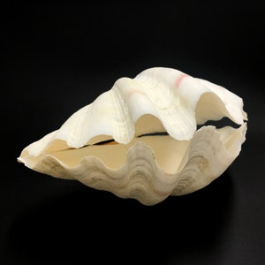 Extra Large Giant Clam Shell MATCHING PAIR Very Very Rare Unique Real ...