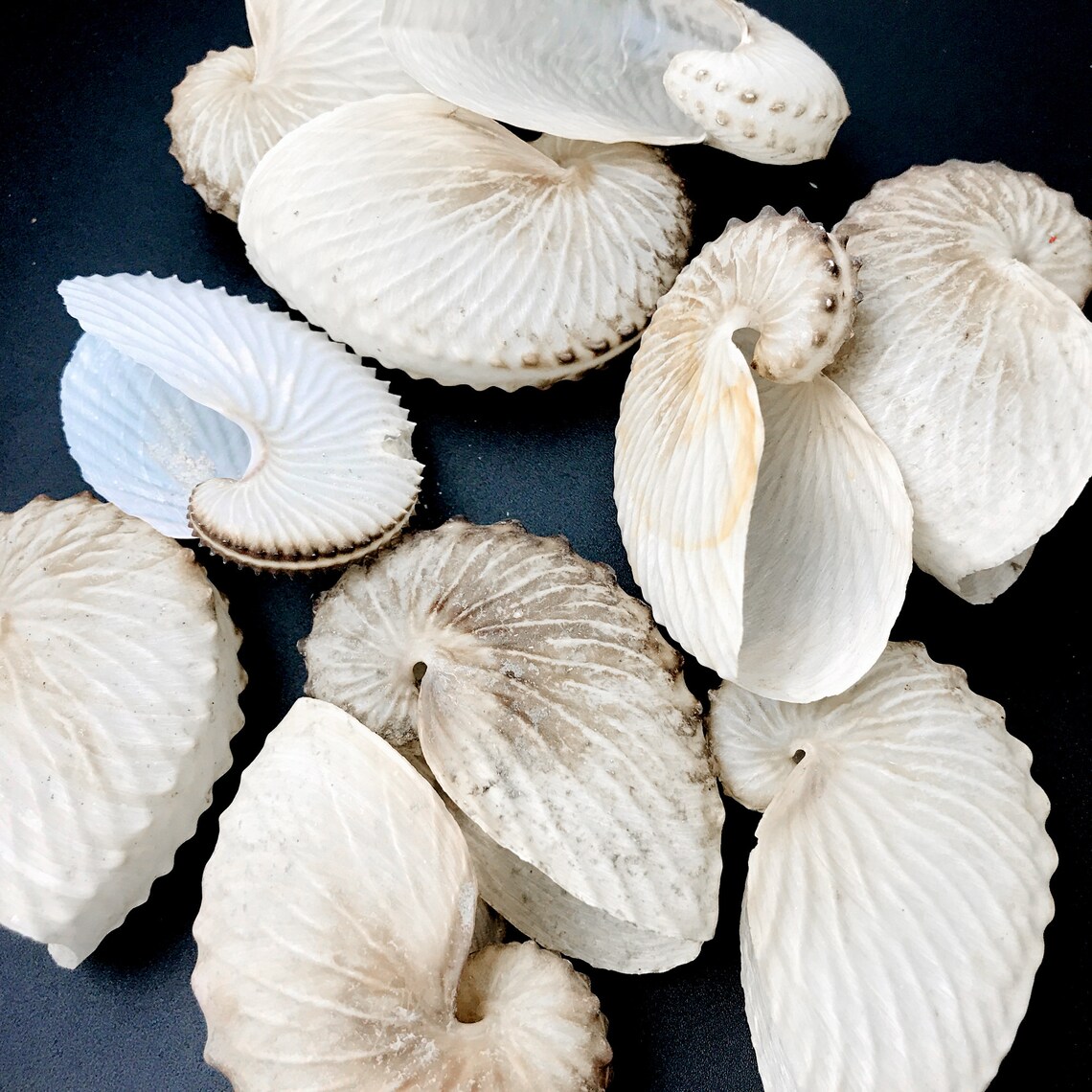 Argonaut Shell Paper Nautilus Natural Cleaned Sea Shell Rare Delicate ...