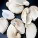 Argonaut Shell Paper Nautilus Natural Cleaned Sea Shell Rare Delicate ...