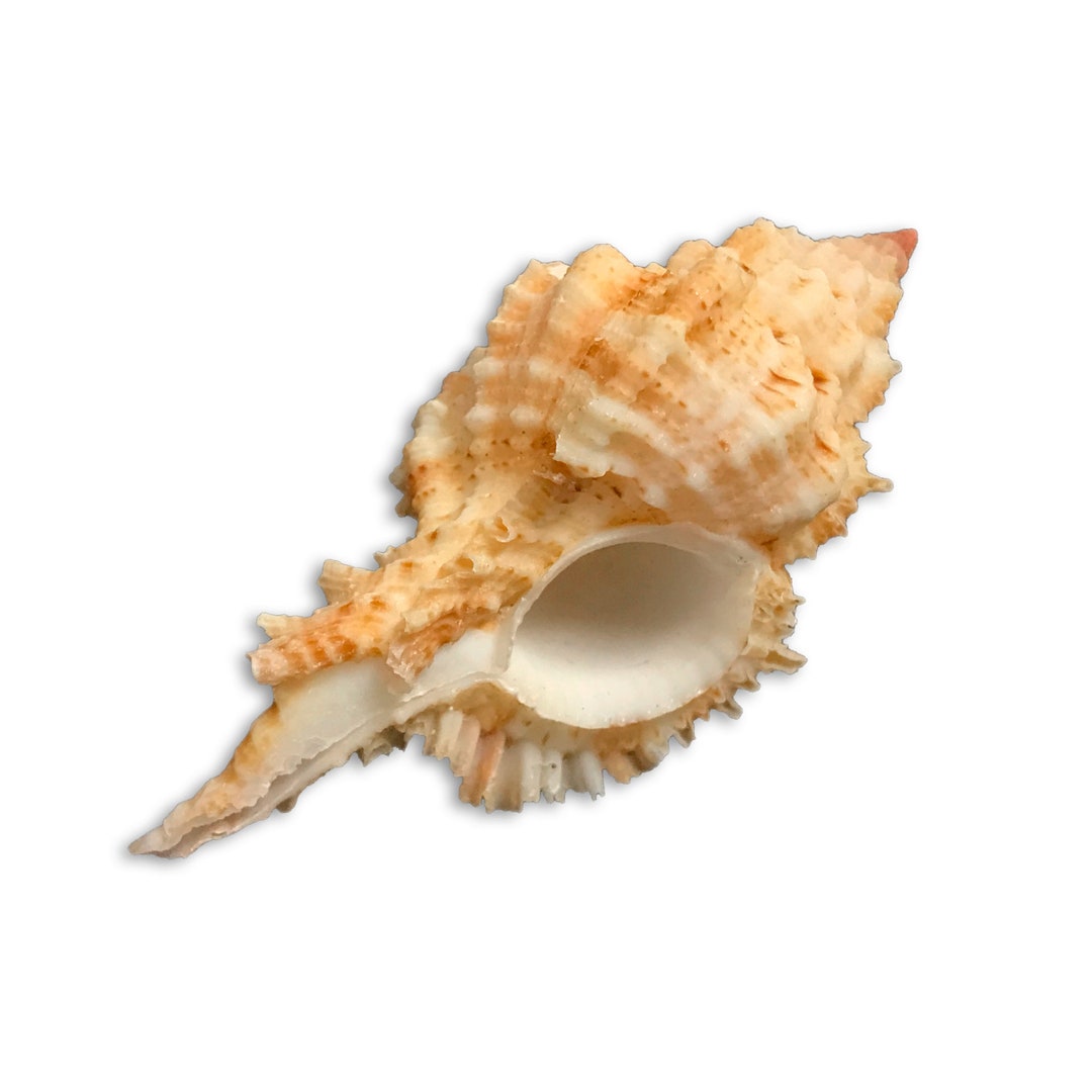 Superb Murex Sea Shell Chicomurex Superbus Natural Display Specimen ...