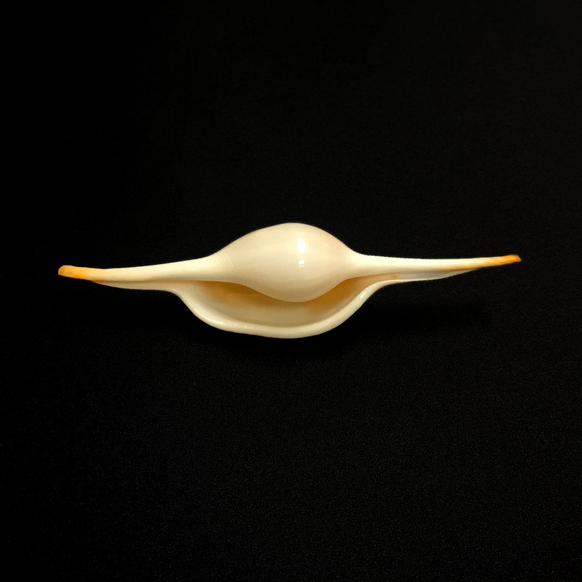 Volva Volva Sea Shell Spindle Egg Cowry Natural Display Specimen Marine ...