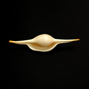 Volva Volva Sea Shell Spindle Egg Cowry Natural Display Specimen Marine ...