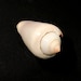 Polished Strawberry Conch Sea Shell Conomurex Luhuanus Natural - Etsy