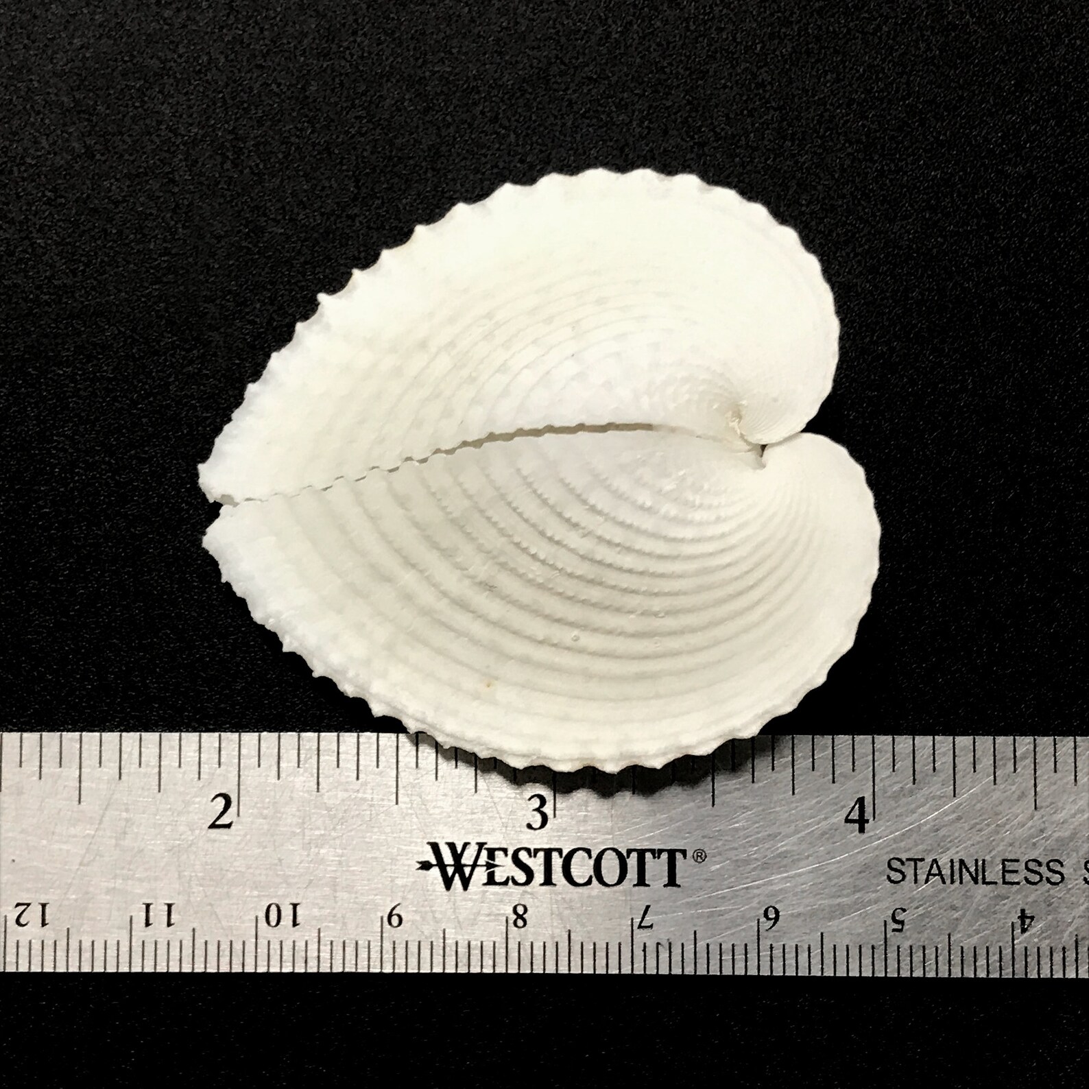 White Heart Cockle Sea Shell Cardium Cardissa Unique Natural - Etsy