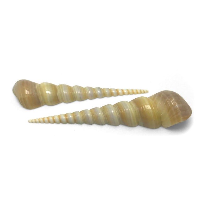 Split Auger Screw Sea Shell Turritella Terebra Tower Shell Natural ...