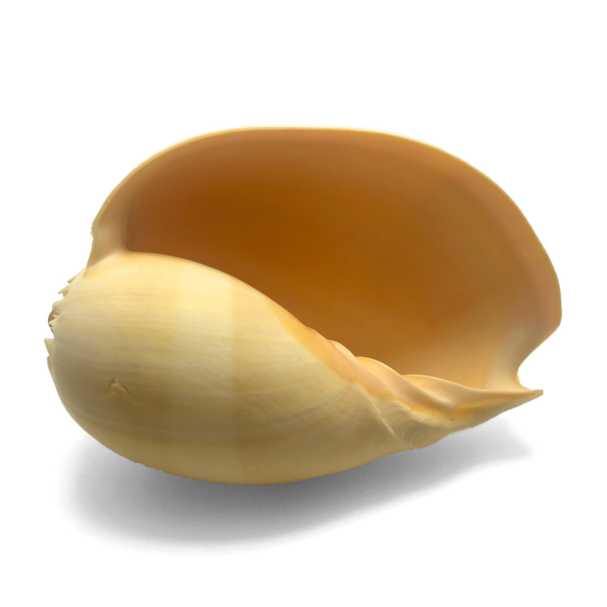 Orange Crowned Volute Sea Shell Melo Broderipii Natural Display ...