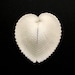 White Heart Cockle Sea Shell Cardium Cardissa Unique Natural Display ...