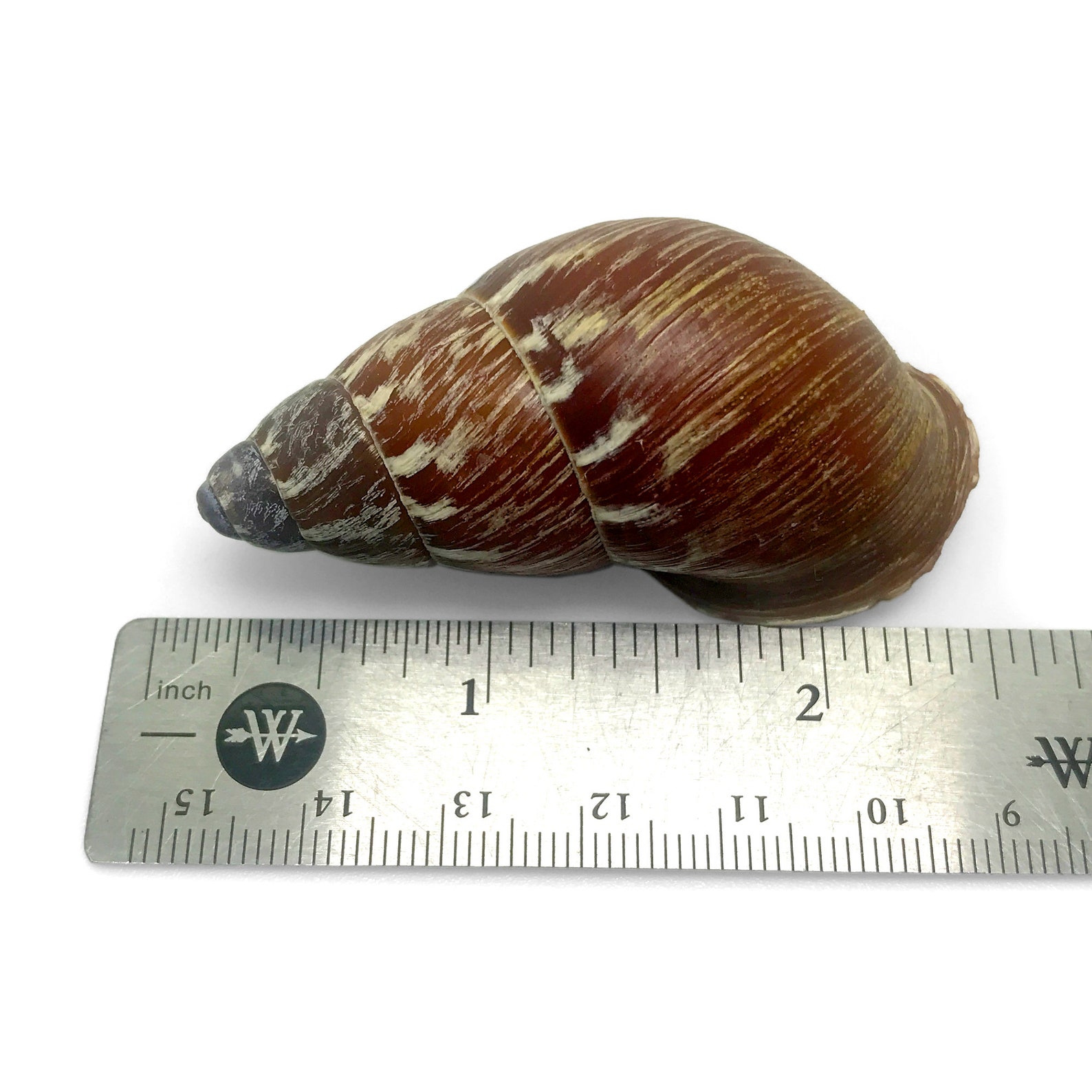 Chrysallis Chrysalidiformis Snail Shell Natural Display Specimen ...