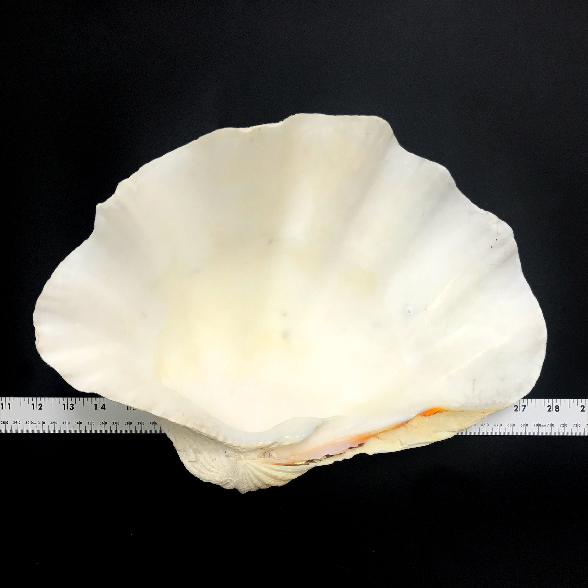 Extra Large Giant Clam Shell Half Very Rare Unique Real Sea - Etsy