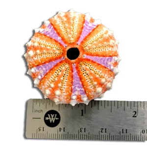 Vibrant Sea Urchin Sea Shell Natural Color Coelopleurus Maillardi Deep ...