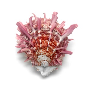 Purple Spiny Oyster Sea Shell Spondylus Squamosus Unique Natural ...