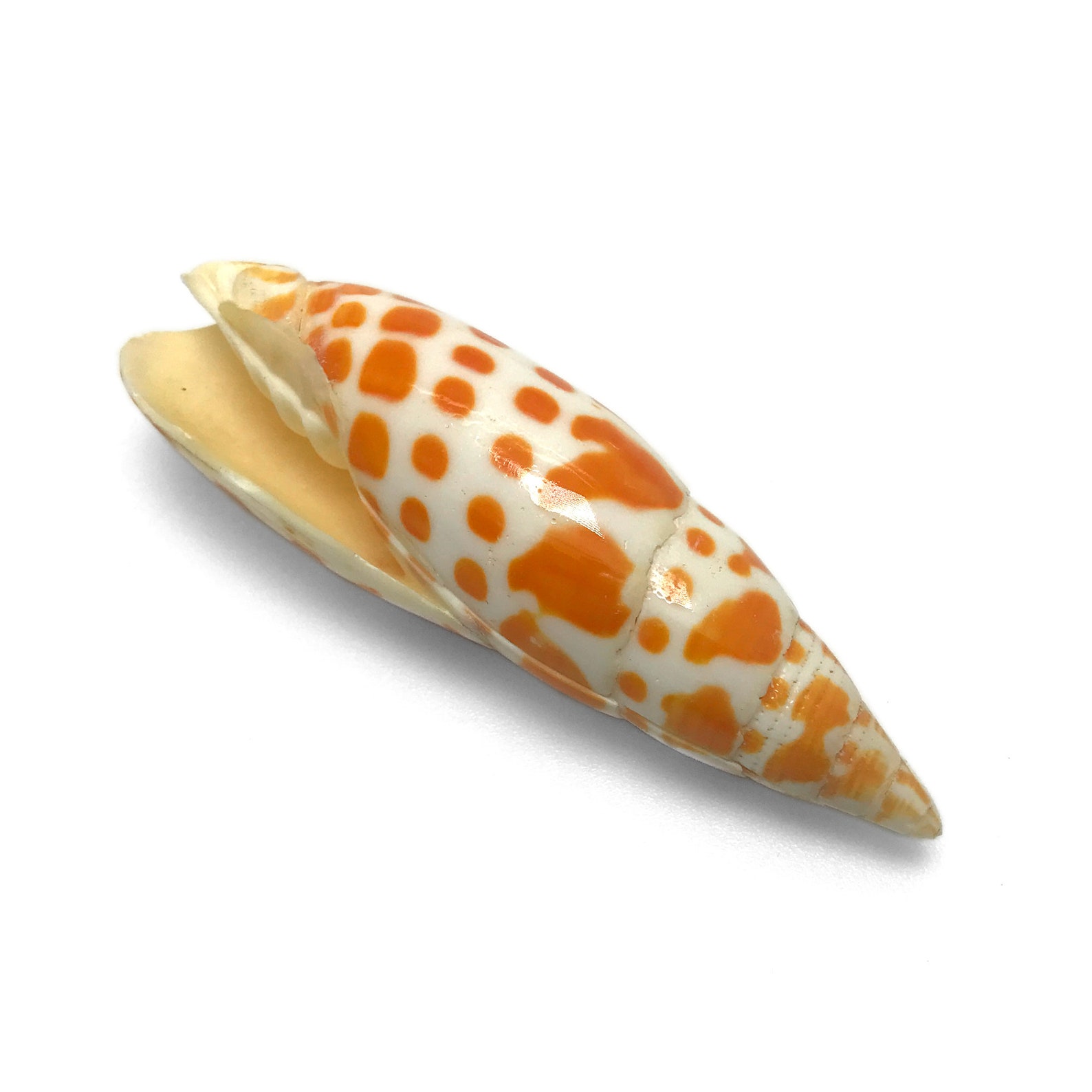 Split Polished Mitra Mitra Sea Shell Episcopal Miter Natural Display ...