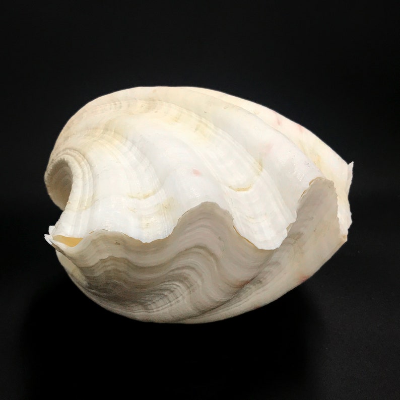 Extra Large Giant Clam Shell MATCHING PAIR Very Very Rare Unique Real ...
