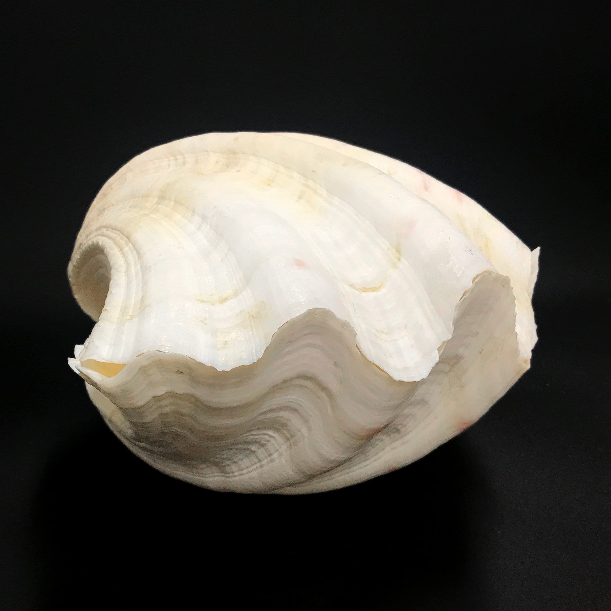 Extra Large Giant Clam Shell MATCHING PAIR Very Very Rare Unique Real ...