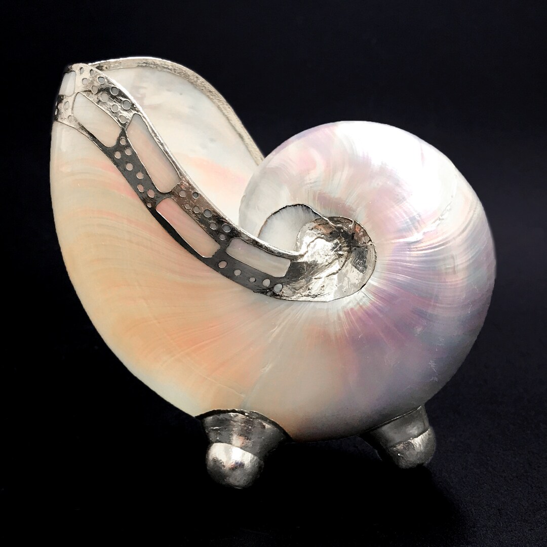 Silver Gilded Pearlized Chambered Nautilus Sea Shell With Display Stand ...