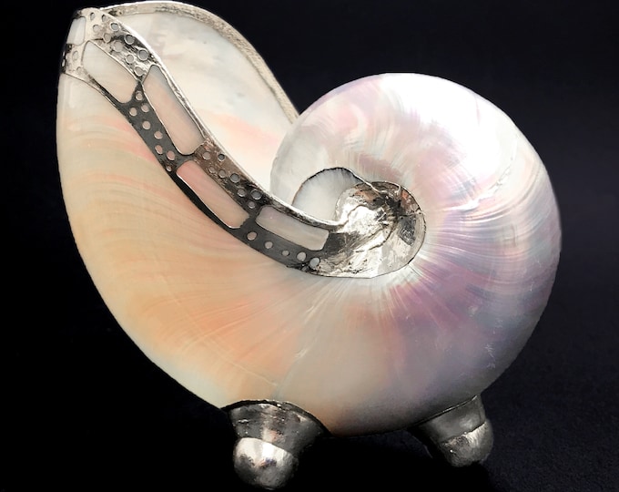 Embellished Polished Nautilus Shell With Swarovski Crystals Polished ...