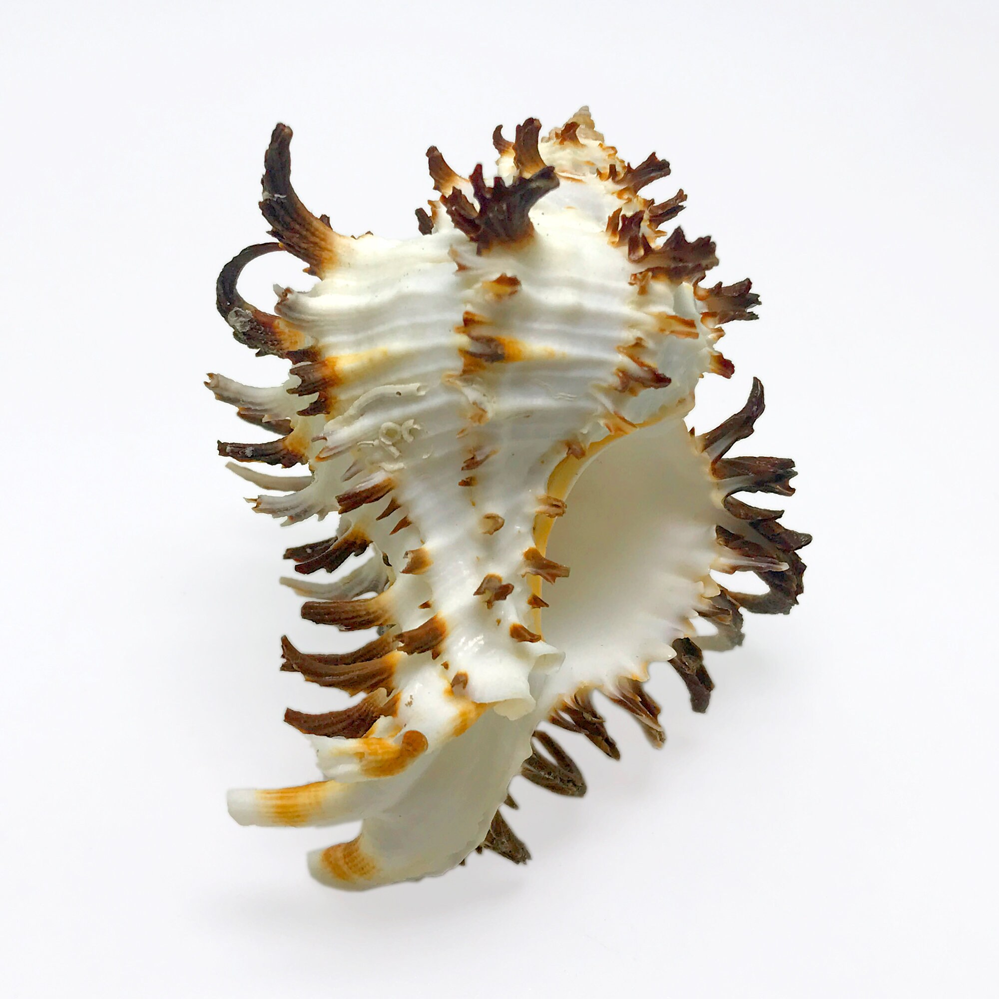 Endive Murex Sea Shell Hexaplex Cichoreum Natural Display - Etsy