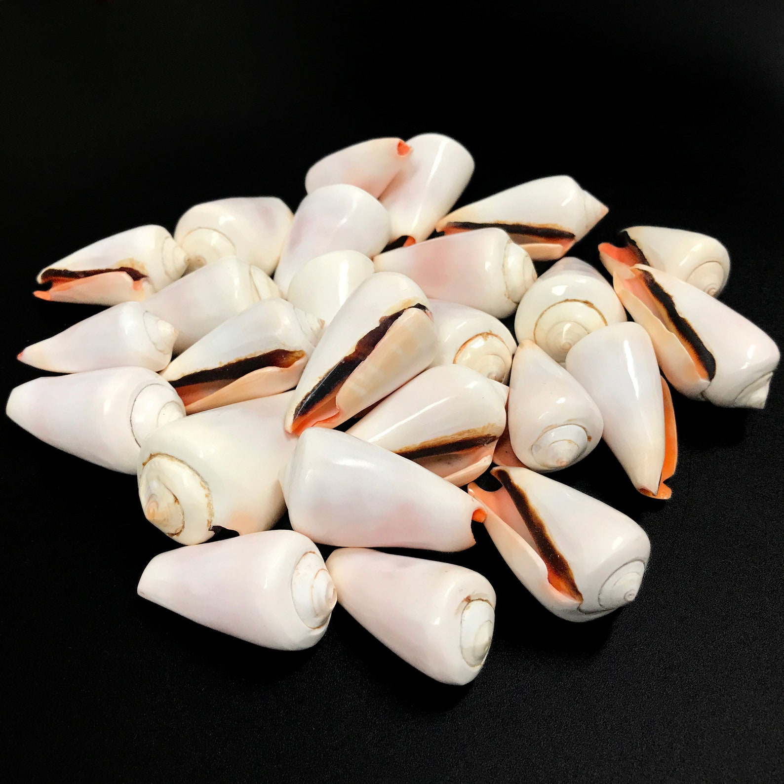 Polished Strawberry Conch Sea Shell Conomurex Luhuanus Natural - Etsy