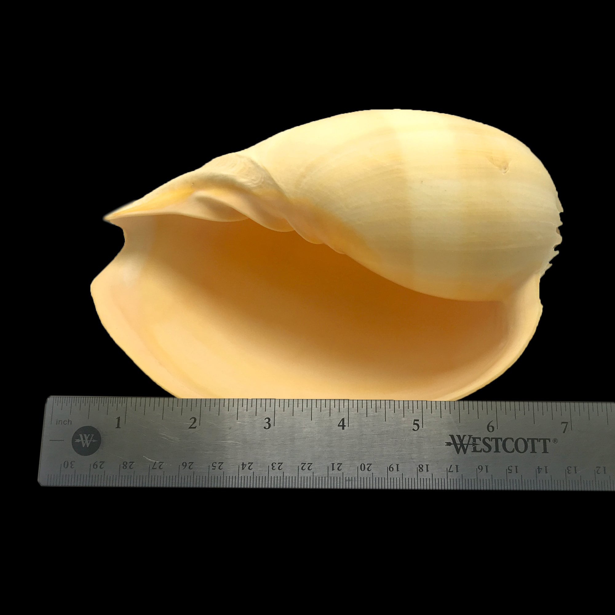 Large Crowned Volute Sea Shell Melo Broderipii Natural Display Specimen ...