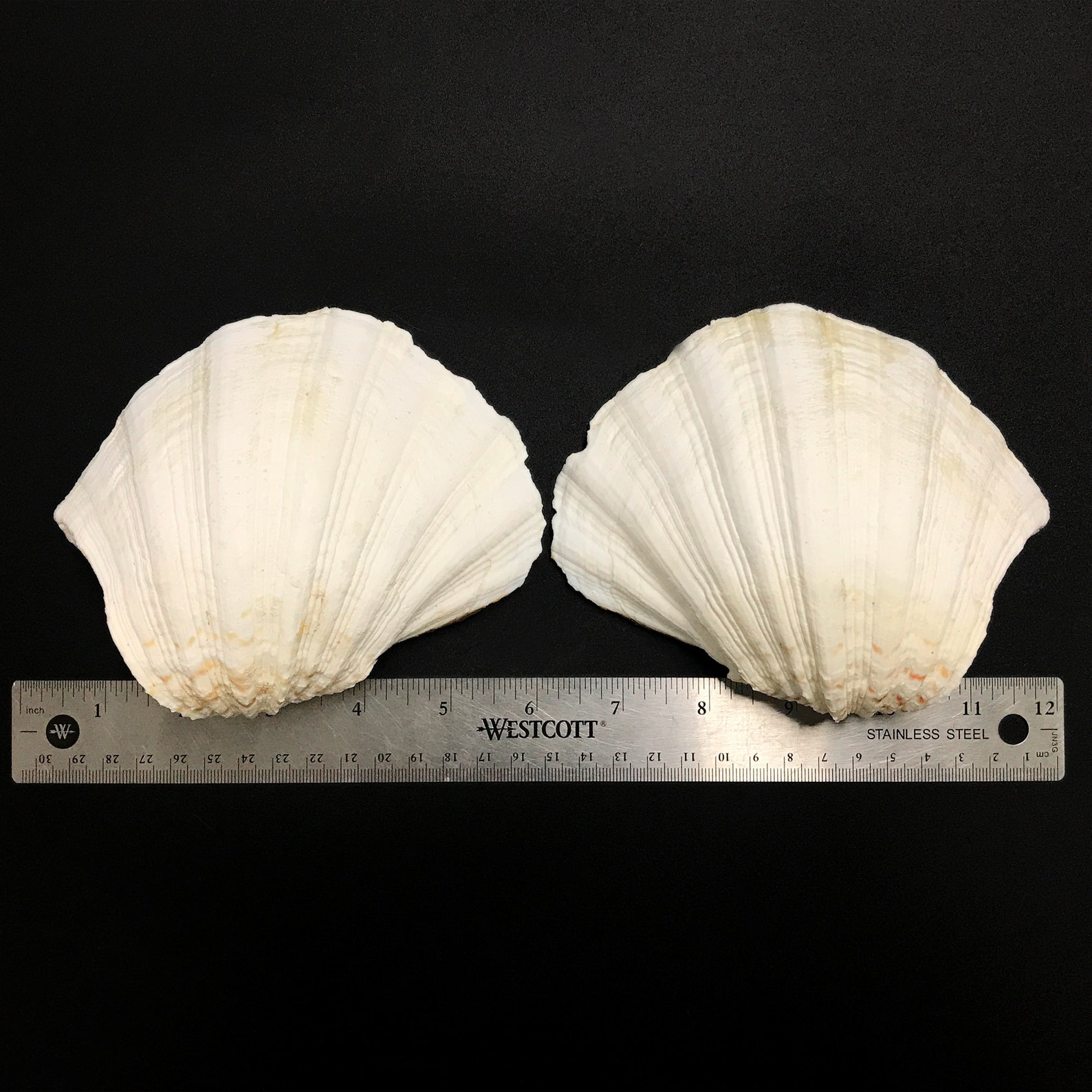 Large Horse Hoof Clam Shell MATCHING PAIR Hippopus Hippopus Unique Rare ...