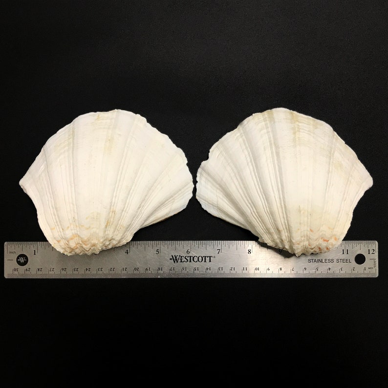 Large Horse Hoof Clam Shell MATCHING PAIR Hippopus Hippopus - Etsy