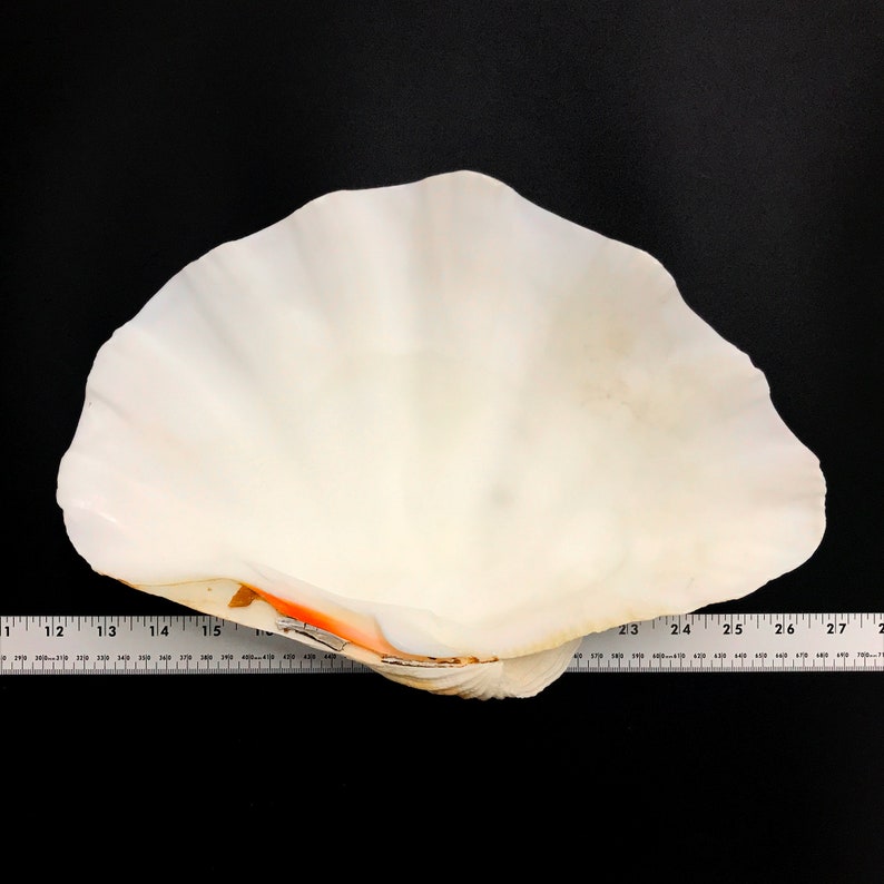 Extra Large Giant Clam Shell Half Very Rare Unique Real Sea Shell ...