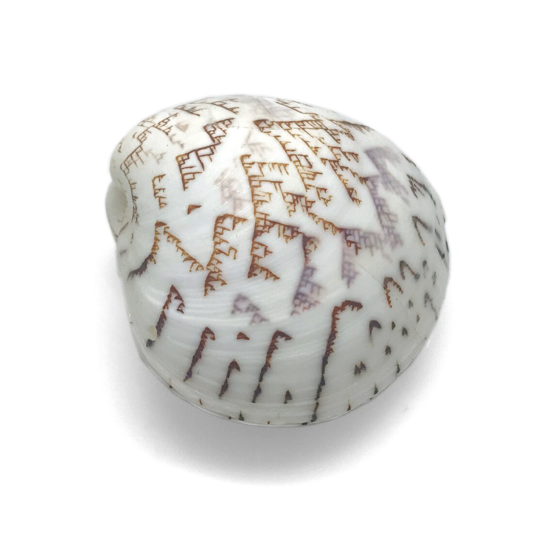 Zigzag Venus Clam Shell MATCHING PAIR Lioconcha Castrensis - Etsy