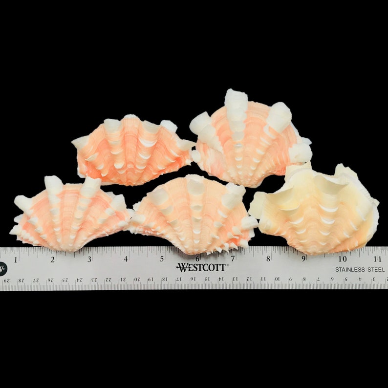 Tridacna Clam Shell Small Fancy Unique Sea Shell Decorative - Etsy