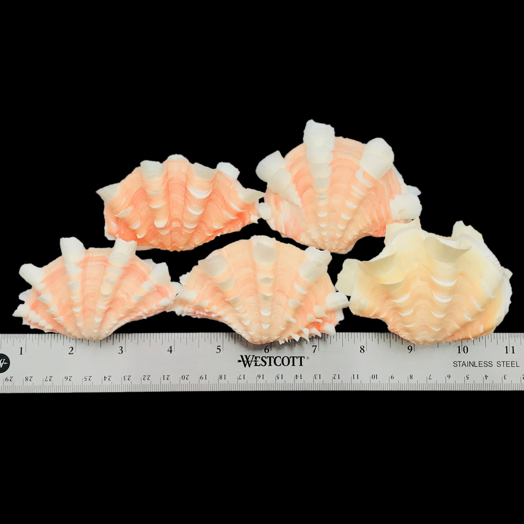 Tridacna Clam Shell Small Fancy Unique Sea Shell Decorative | Etsy