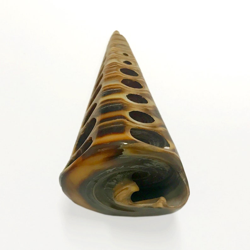 4 Way Cut Telescope Snail Sea Shell Telescopium Telescopium - Etsy