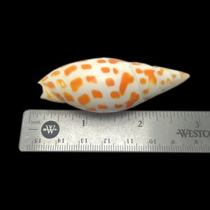 Orange & White Sea Shell Episcopal Miter Mitra Mitra Display Specimen ...