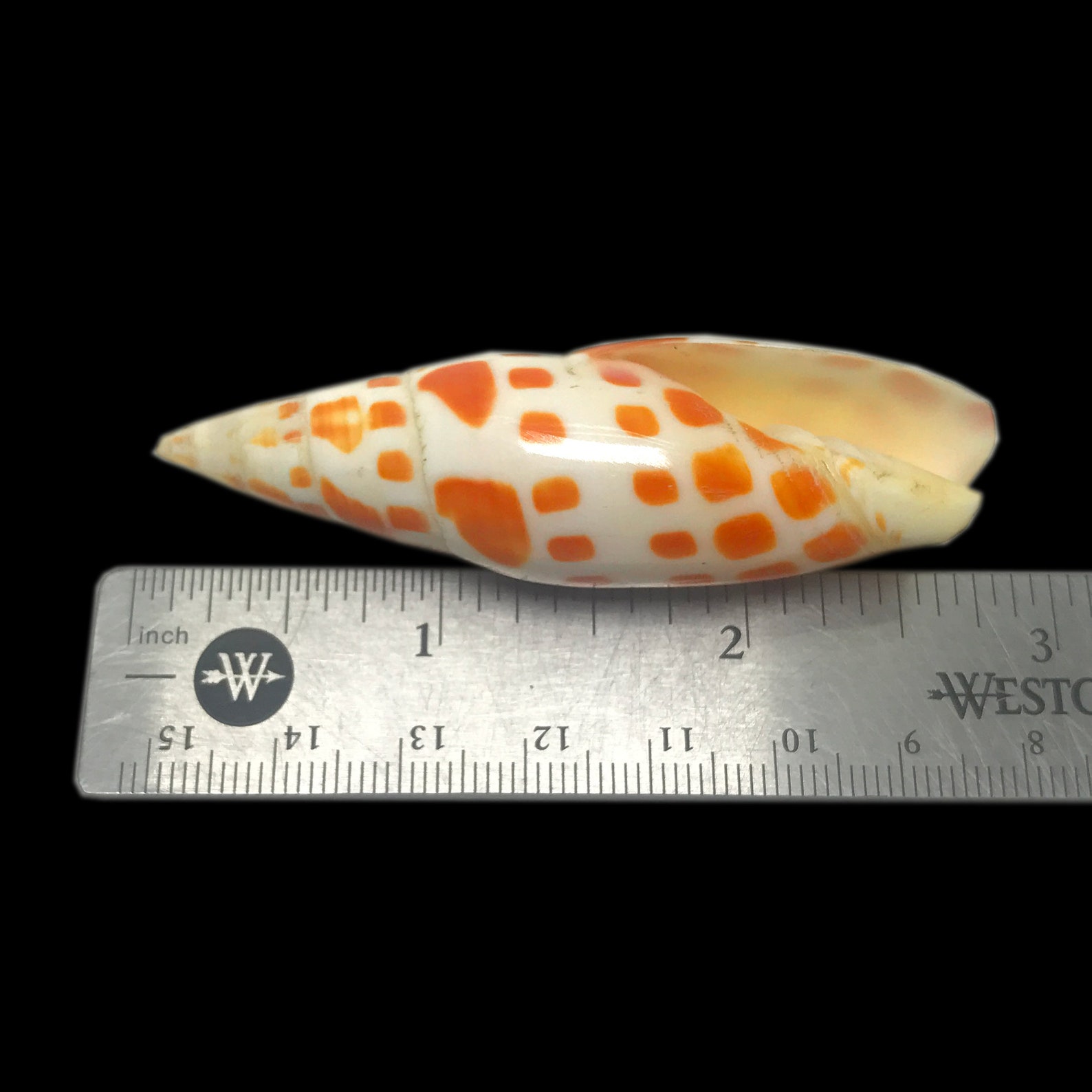 Orange & White Sea Shell Episcopal Miter Mitra Mitra Display Specimen ...