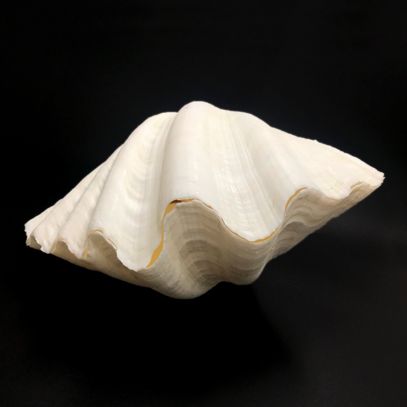 Extra Large Giant Clam Shell MATCHING PAIR Very Very Rare - Etsy