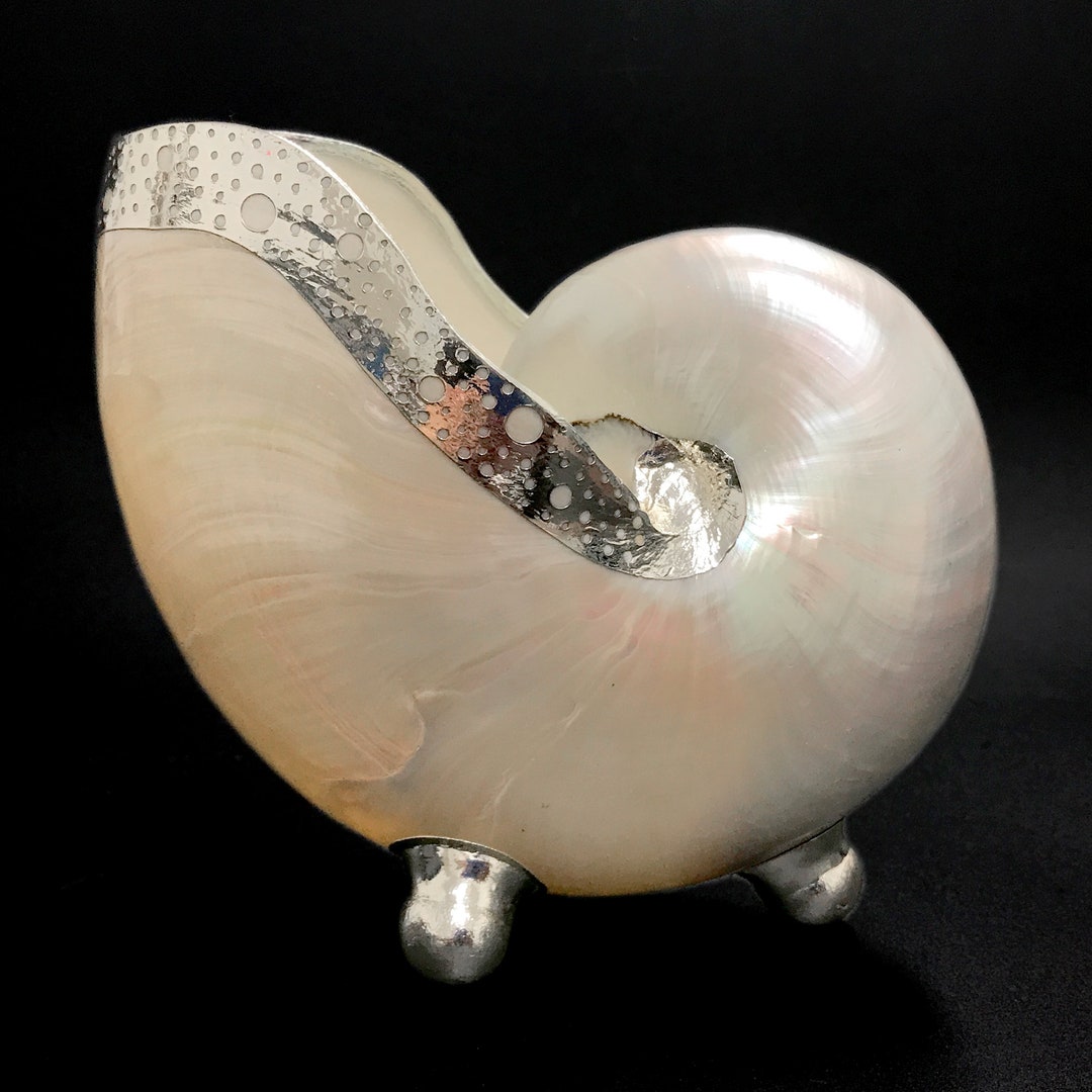 Silver Gilded Pearlized Chambered Nautilus Sea Shell With Display Stand ...
