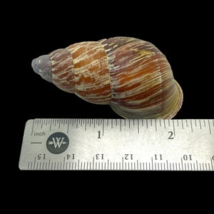 Chrysallis Snail Shell Natural Display Specimen Terrestrial Pulmonate ...