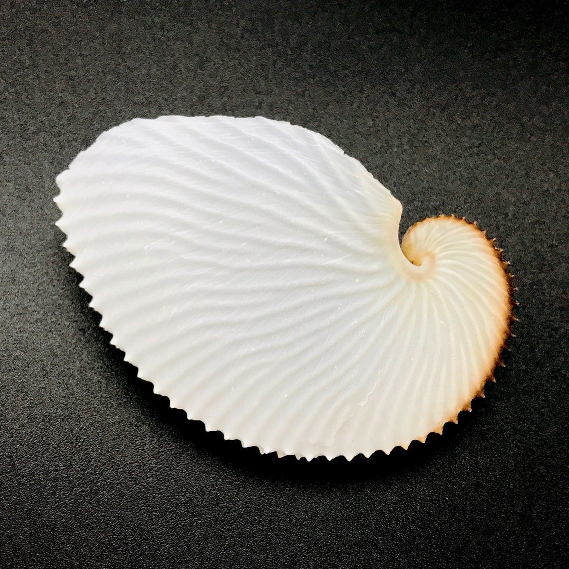 Argonaut Shell Paper Nautilus Natural Cleaned Sea Shell Rare Delicate ...
