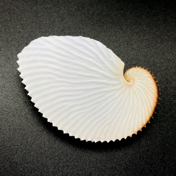 Nautilus Shell - Etsy