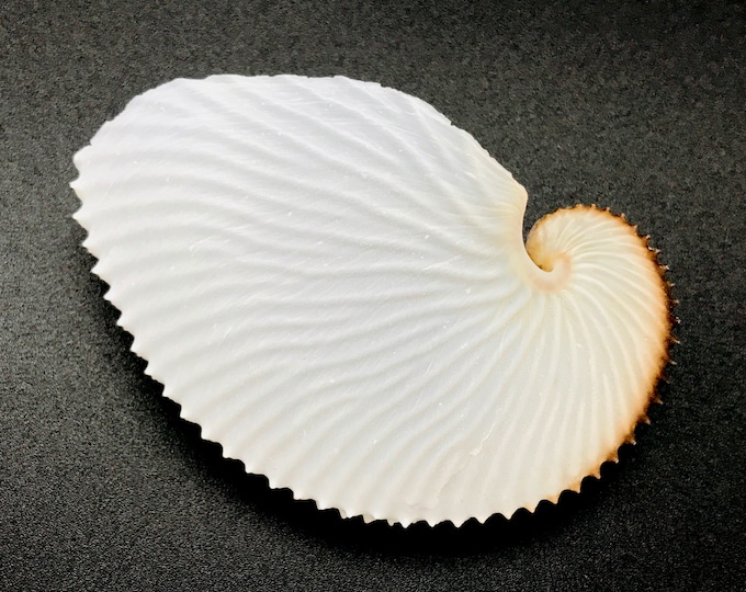 Argonaut Shell Paper Nautilus Natural Cleaned Sea Shell Rare Delicate ...