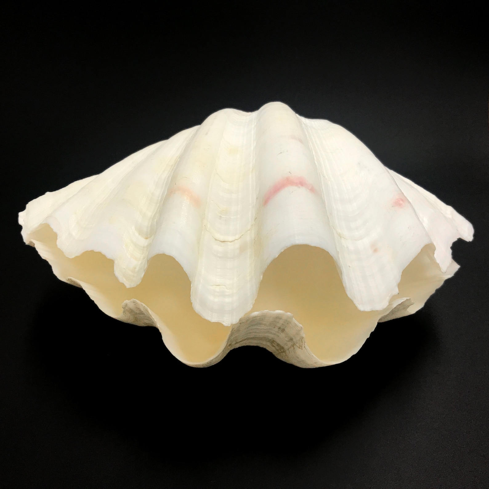 Extra Large Giant Clam Shell MATCHING PAIR Very Very Rare Unique Real ...