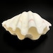 Extra Large Giant Clam Shell MATCHING PAIR Very Very Rare Unique Real ...