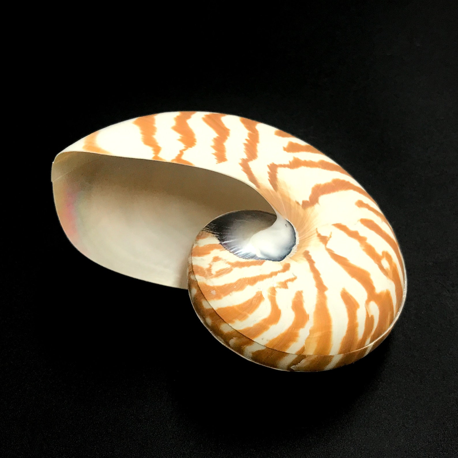 Centre Cut Chambered Nautilus Sea Shell Very Rare Natural Display Specimen Delicate Unique ...