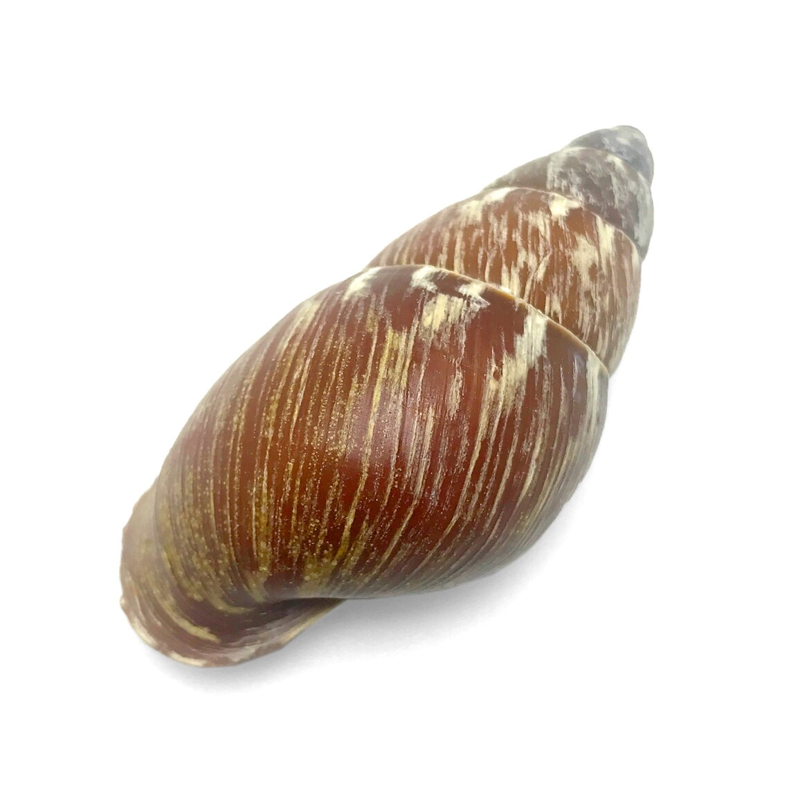 Chrysallis Chrysalidiformis Snail Shell Natural Display Specimen ...